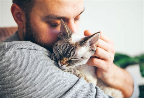Why Do Cats Purr And What Does It Mean Modern Cat
