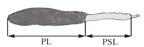 The Scheme Of Measurement Of The L Terebra Copulative Apparatus PL Download Scientific