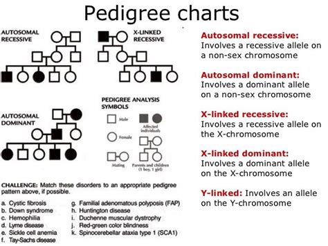 X Linked Recessive Pedigree Youtube