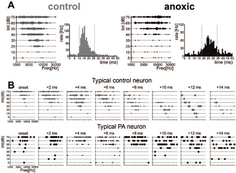 Tuning Curves Temporal Dynamics A Representative Tuning Curve