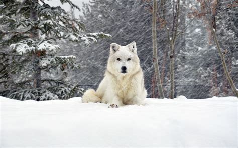 Winter Snow Storm Wallpapers Wallpaper Cave Winter Snow Storm Wallpapers Wallpaper Cave