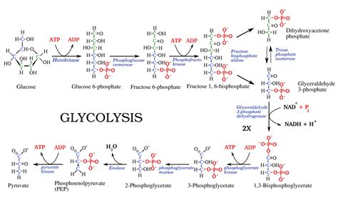 Glycolysis