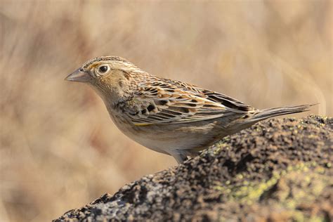 19 Sparrows In Florida With Pictures And Identification