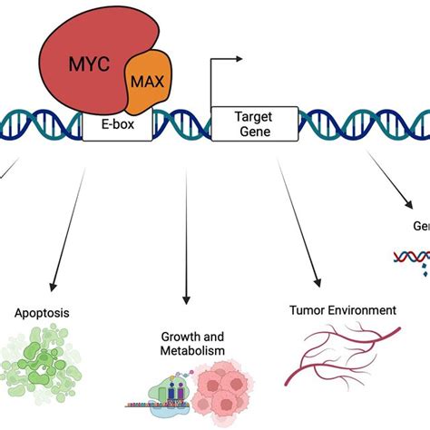 Myc Regulate Expression Of Genes Linked To Cancer Hallmarks Myc Binds Download Scientific