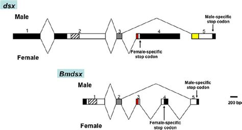 Comparative Analysis Of The Exon Intron Layout Of The Dsx And Bmdsx Download Scientific