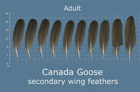 How To Identify Goose Feathers Ultimate Guide On Recognizing Goose Feathers The Bird Geek