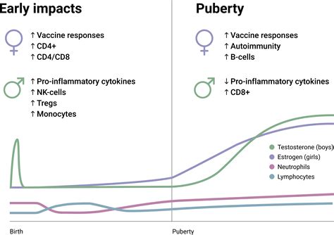 Frontiers Immune Dynamics Throughout Life In Relation To Sex Hormones And Perspectives Gained