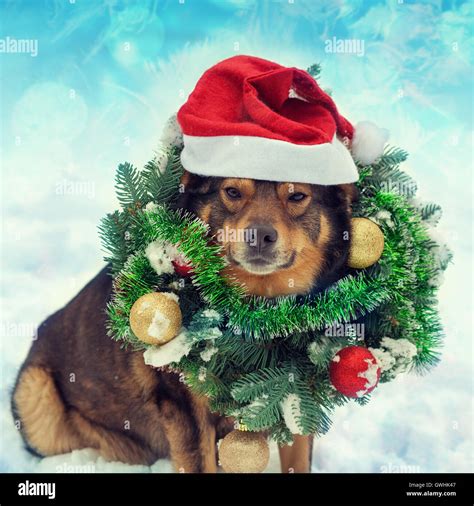 Dog wearing christmas wreath sitting outdoors in snow Stock Photo - Alamy