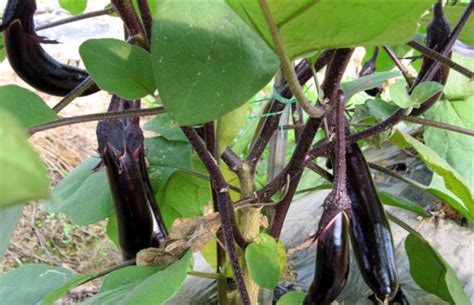 가지 심는시기가지 재배방법