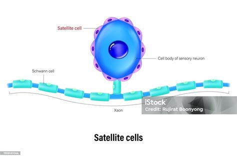 Satellite Cell Vector Glial Cells Central Nervous System Stock