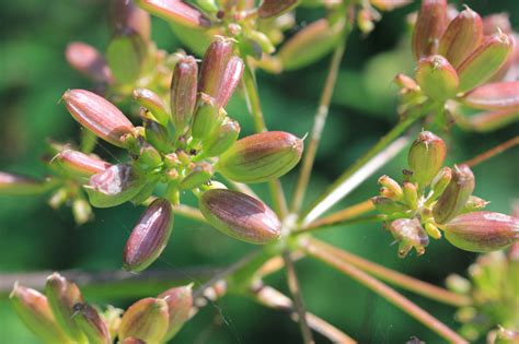 Ferula Jaeschkeana Eflora Of India