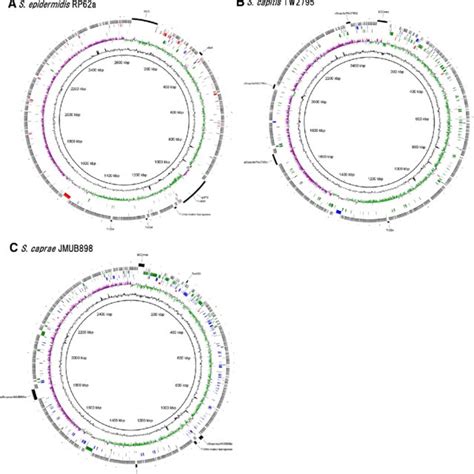 Phylogenetic Tree For 24 Staphylococcus Species The Maximum Parsimony Download Scientific