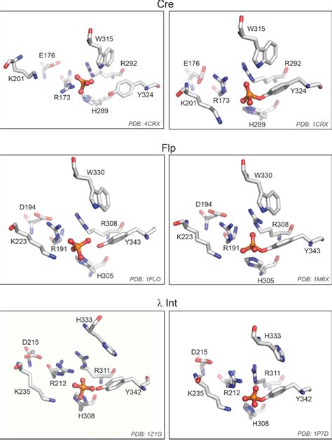 Organization Of Conserved Catalytic Residues Within The Recombinase