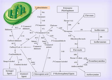 Graphical Diagram Of The Polyphenol Biosynthetic Pathway Download Scientific Diagram