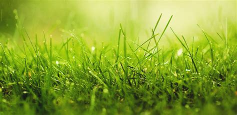 Grass Wallpapers Latest Version 30 For Android App Entertainment Grass Wallpapers Latest Version 30 For Android App Entertainment