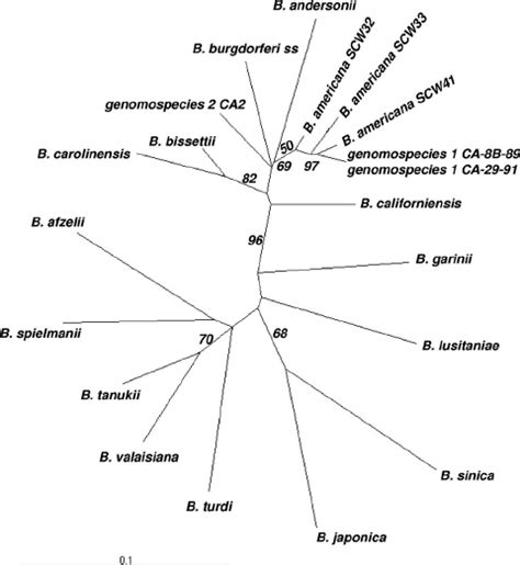 Species Phylogeny Based On Concatenated Sequences Of Five Genomic Loci Download Scientific