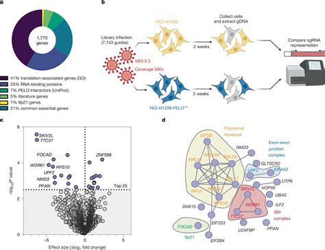 Harnessing Synthetic Lethality For Precision Oncology A New Era In