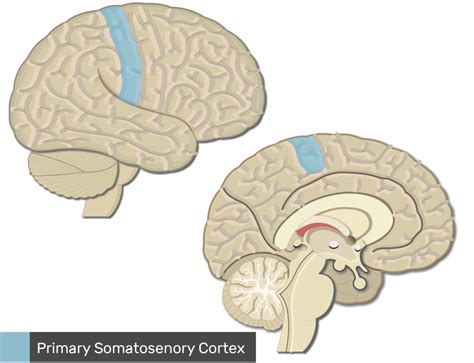 Somatosensory Cortex