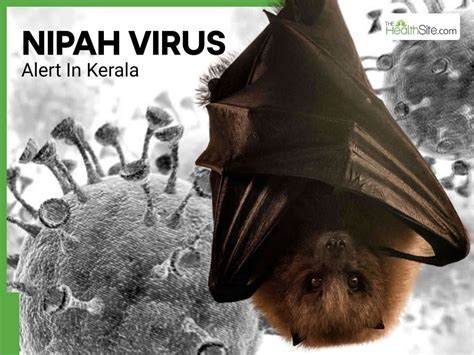 Nipah Virus Alert In Kerala State Issues New Precautionary Measures