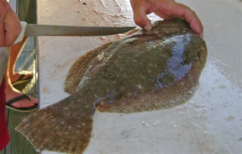 How To Fillet A Flatfishflounder Halibut Offshore Academy