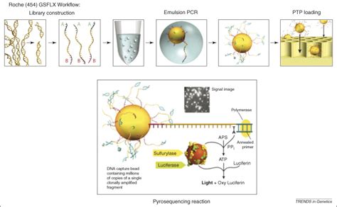 Ngs Workflow Steps Illumina Sequencing Workflow