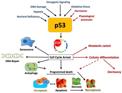 p53 canonical and non canonical tumor suppressor roles of p53 p53 is