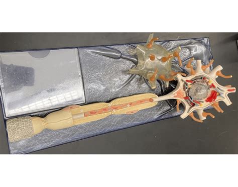 Motor Neuron Structure Quiz
