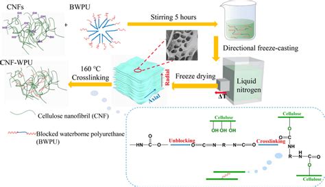 Preparation Of Anisotropic Elastic Cnf Wpu Cryogels Download Scientific Diagram