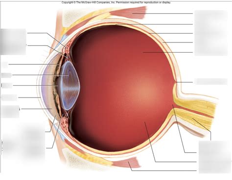 Anatomy Quiz Part Diagram Quizlet