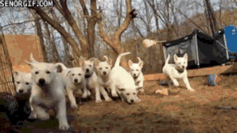 Run  Find And Share On Giphy