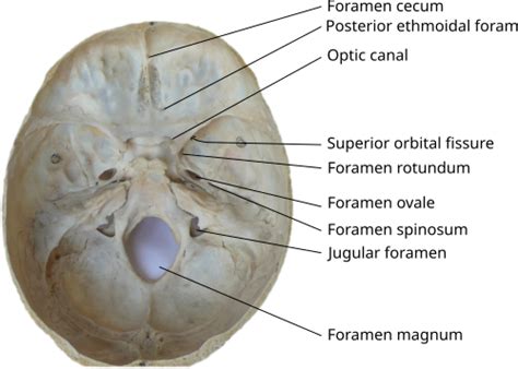 Foramen Spinosum Wikipedia