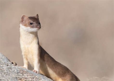 Long Tailed Weasel In Its Sleek Summer Coat Mia Mcphersons On The