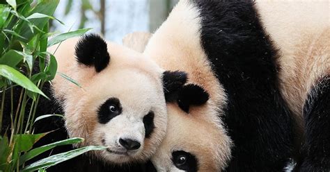 사이좋은 쌍둥이 판다