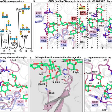 The Structural Determinants For Substrate Recognition In Xanthomonas