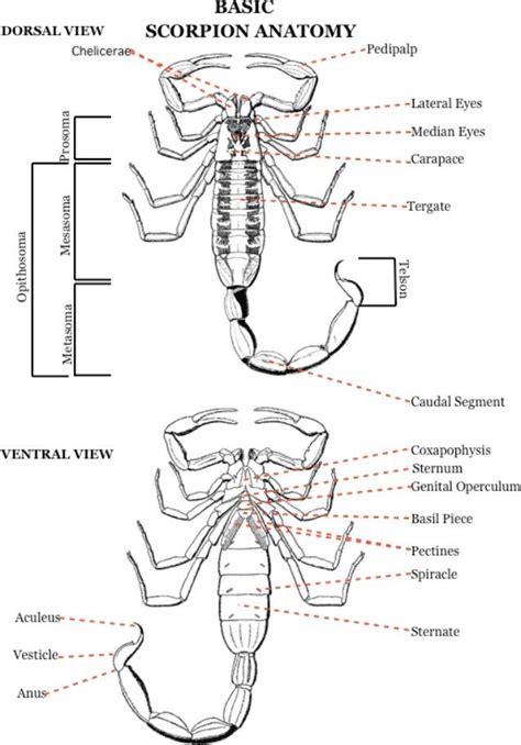 Scorpion Anatomy Diagram Sketch Coloring Page