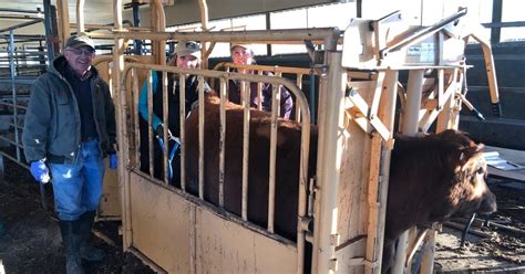 Heifer Fertility Research Lays Groundwork For Dna Genetic Test American Red Angus Magazine