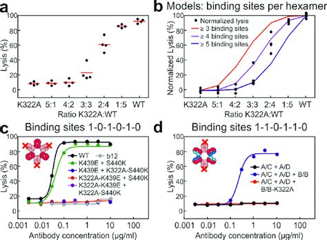 Valency Of The C1q Binding Site In IgG Required For Complement Download Scientific Diagram