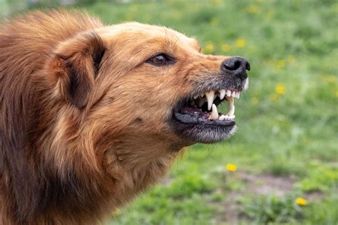 Top Defenses In A Dog Bite Injury Lawsuit