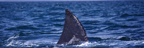 April 2dfd Aprilsharkie Twitter