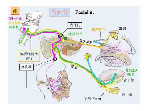 面神经解剖word文档在线阅读与下载无忧文档