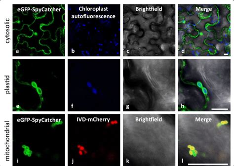 Validation Of The Subcellular Localization By Covalent Interaction In