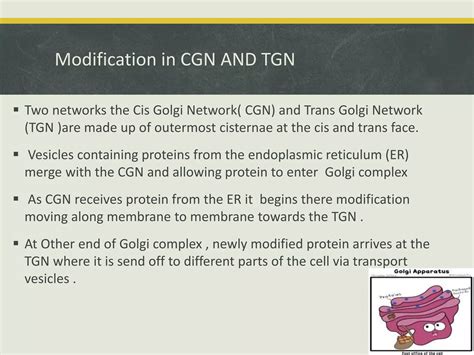 Golgi Apparatus Ppt Introduction Structure And Function PPTX