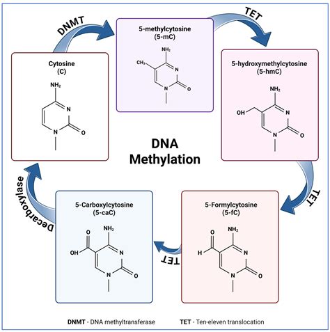 Methylcytosine Deamination
