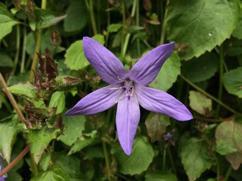 Trailing Bellflower
