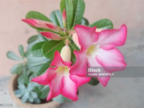 아데늄 Obesum Obesum 또한 사비 스타로 알고 쿠두 모의 진달래 임팔라 백합과 사막 장미 꽃 클로즈업 0명에 대한 스톡