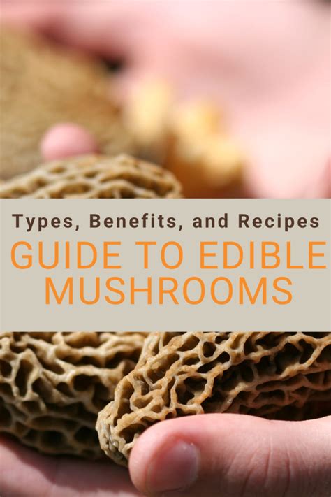 Guide To Edible Mushrooms Types Benefits And Recipes