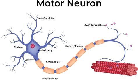 Motor Neuron Diagram Illustration 55115680 Vector Art At Vecteezy