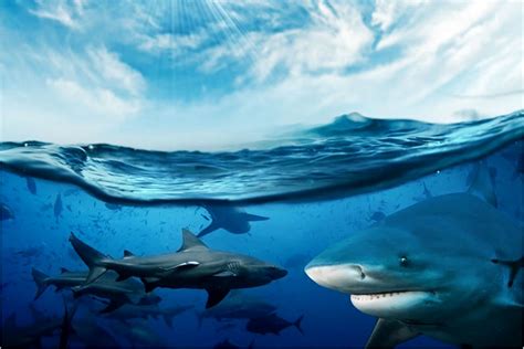 این حیوان عجیب و ترسناک حاصل جفت گیری نهنگ و دلفین است عکس