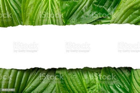 열 대 배경에 텍스트 장소 백서 프레임 자연 레이아웃 잎의 만든입니다 누워있기에 대한 스톡 사진 및 기타 이미지 누워있기 디자인 물 Istock