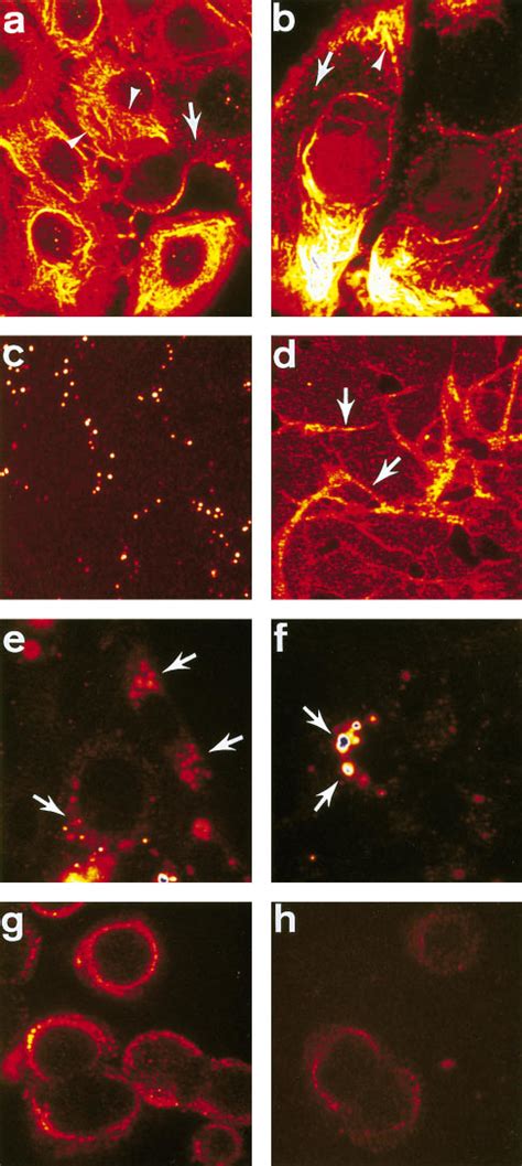 Cou 1 Localization Internalization And Influence Of Fibronectin On